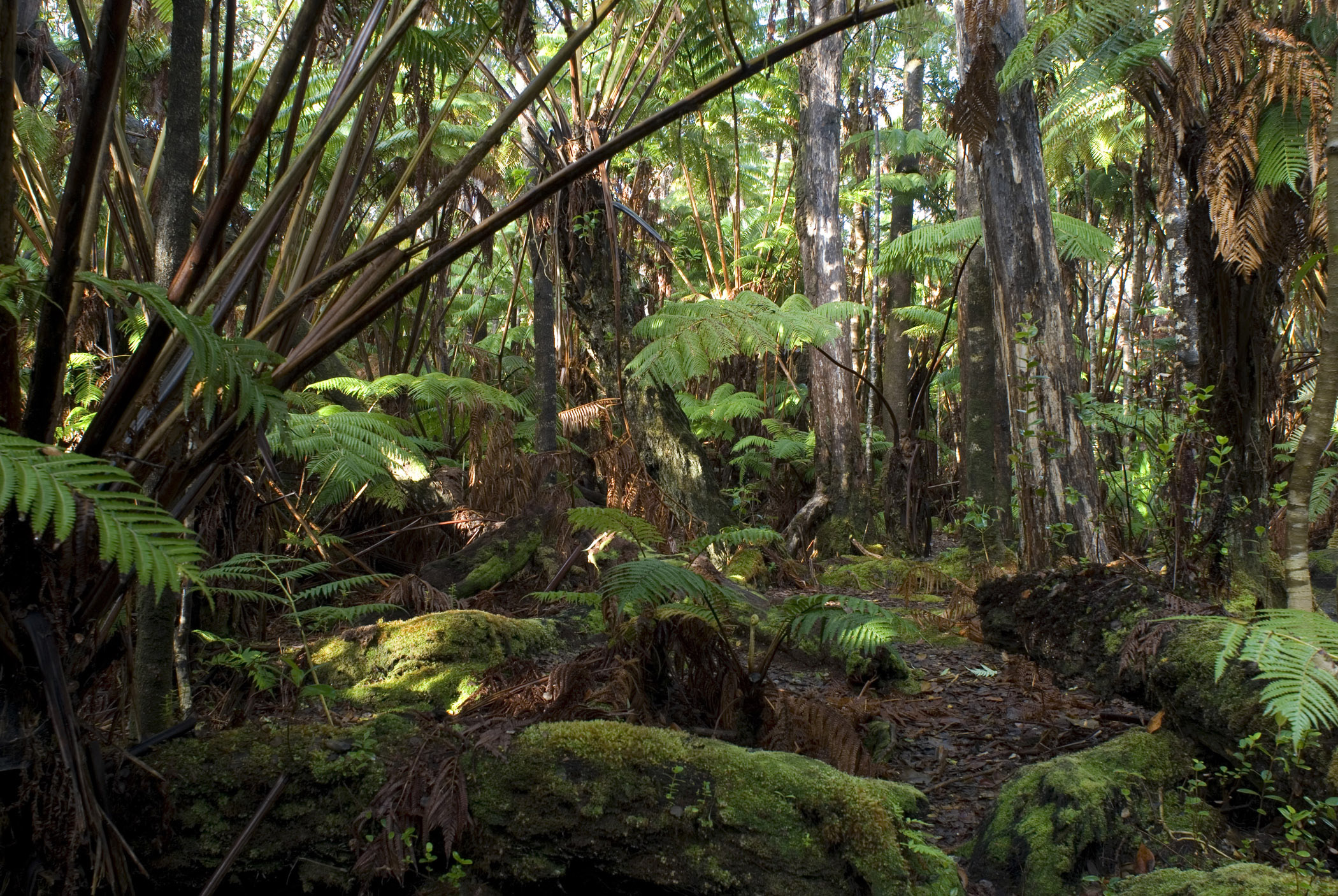 Free Stock Photo Of Hawaiian Rainforest Background Photoeverywhere Free Stock Photo Of Hawaiian Rainforest Background Photoeverywhere